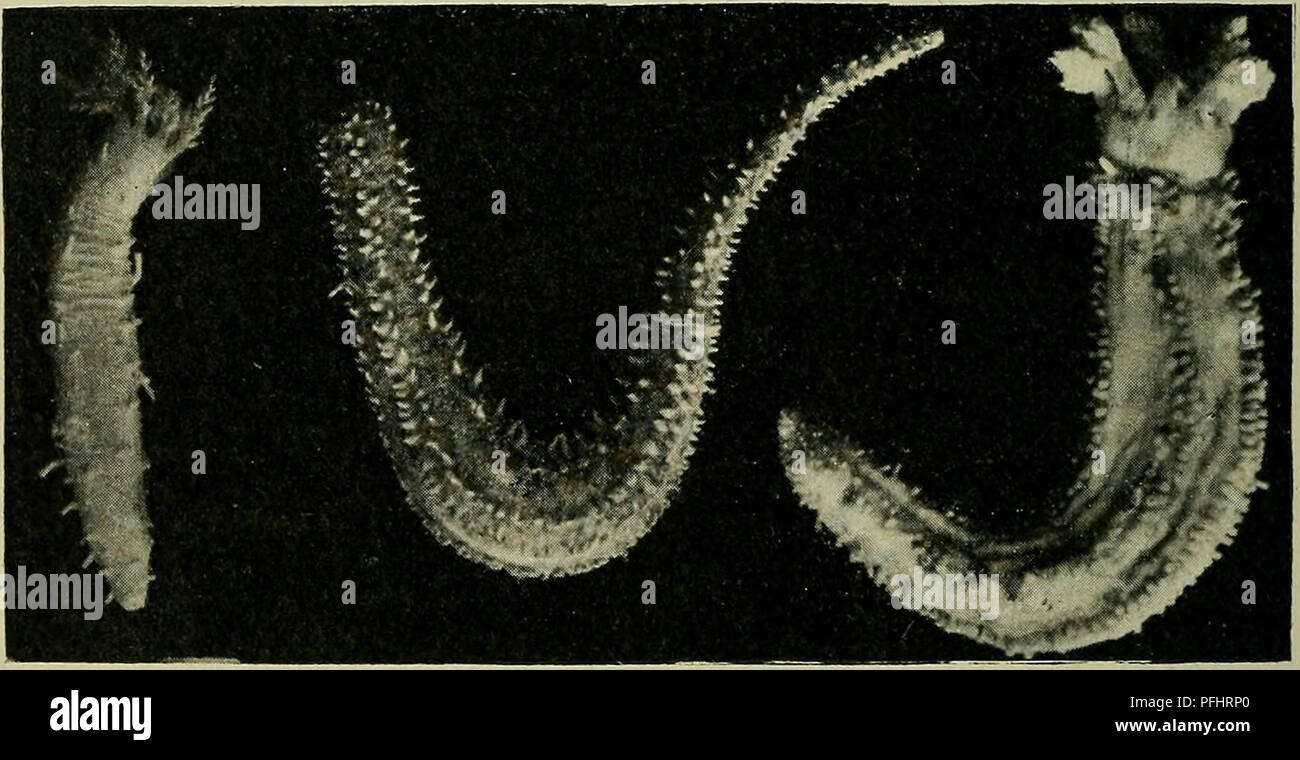 Various anatomical structures of marine organisms hi-res stock ...