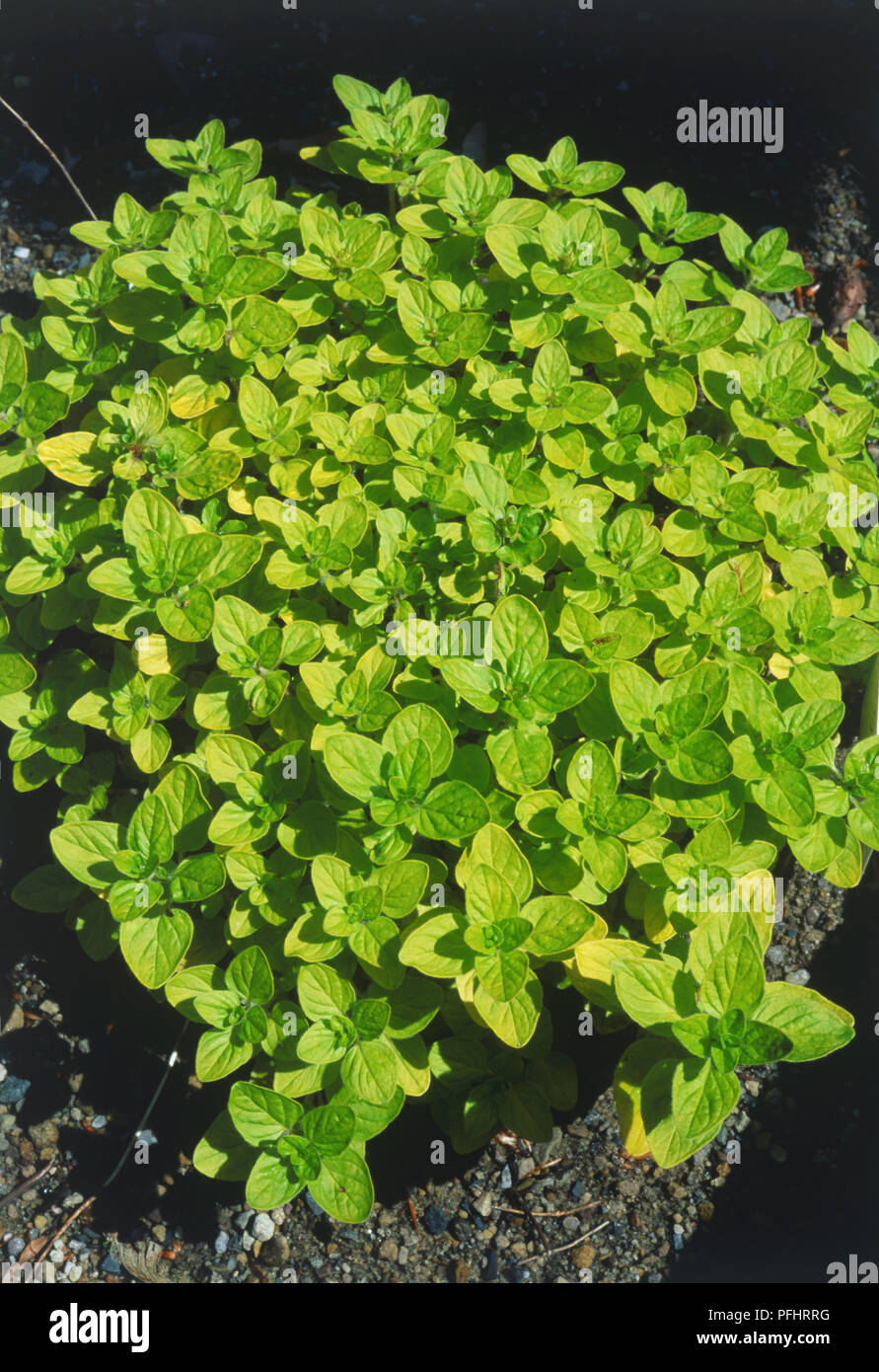 Thumbles variety hi-res stock photography and images - Alamy