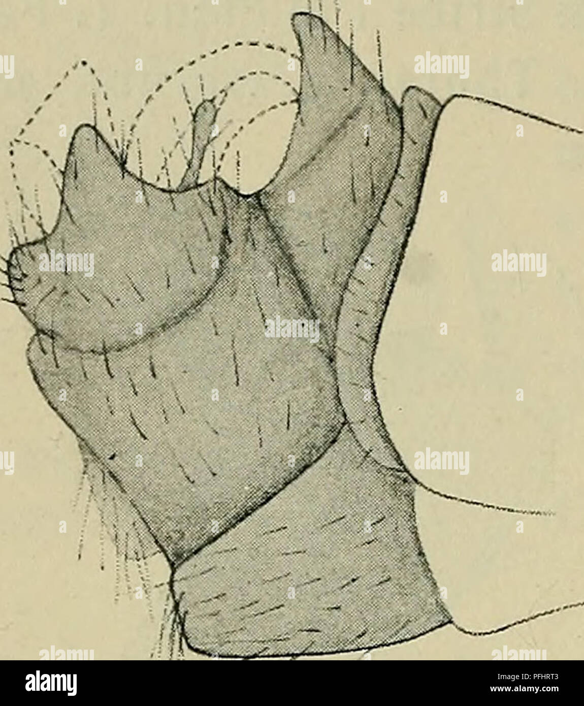 This Danish fauna guide illustrates the various species of animals in ...