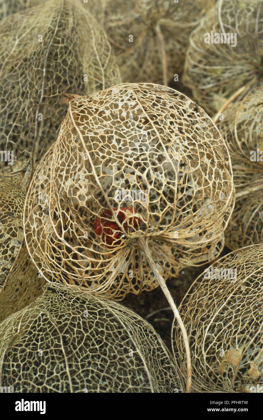 Calyces hi-res stock photography and images - Alamy