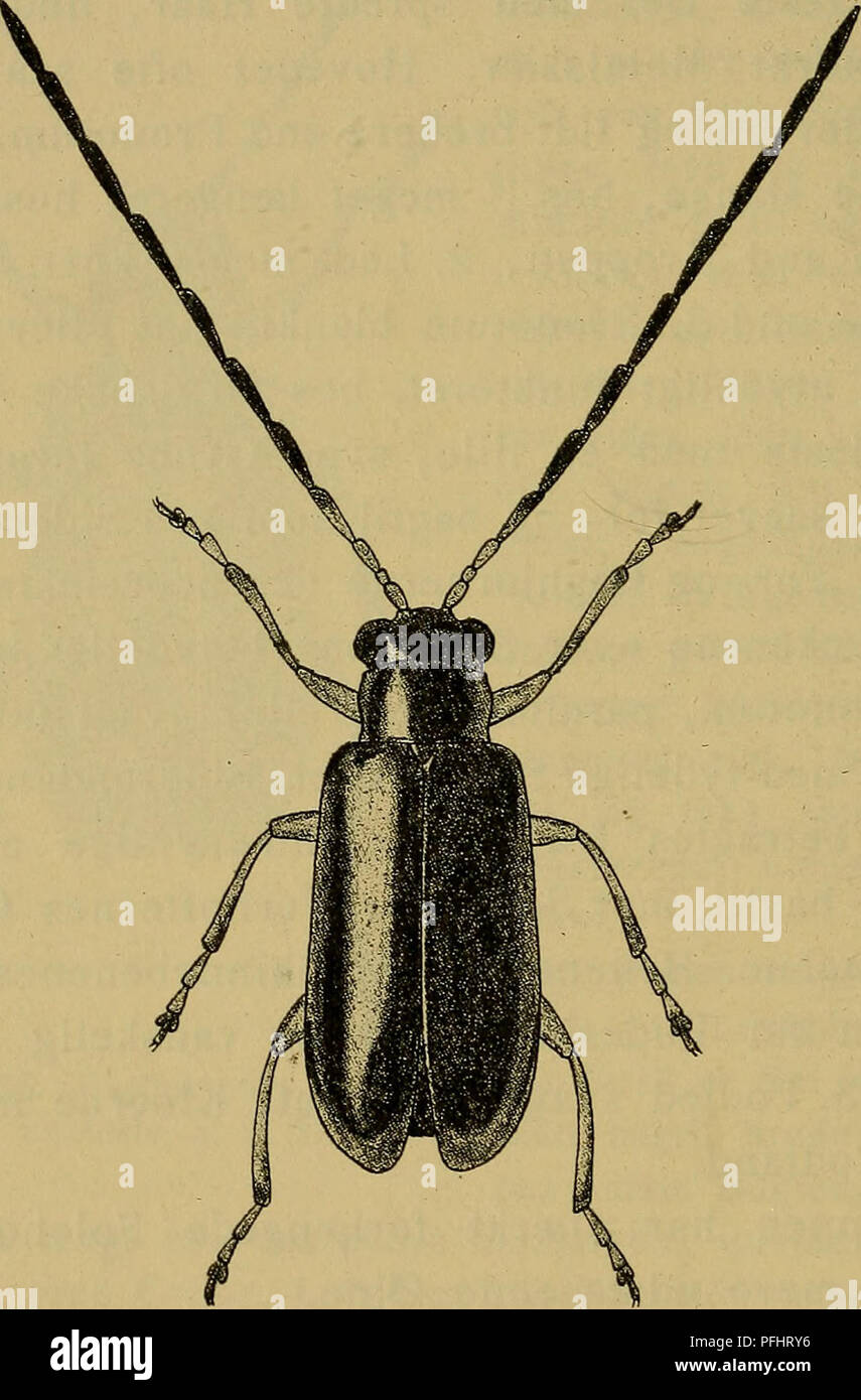 This illustrated handbook on Danish fauna includes detailed ...