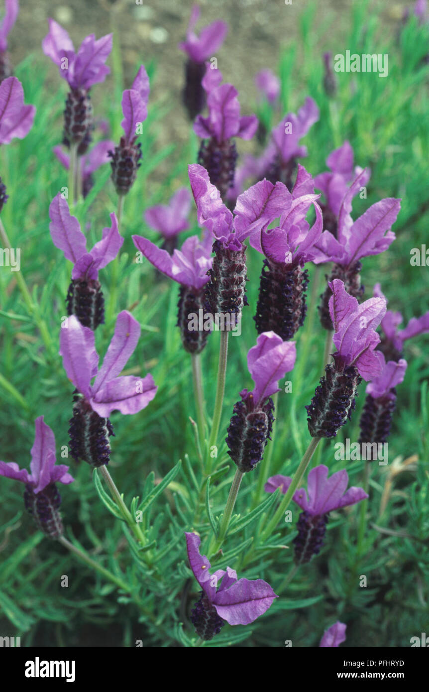 Lavandula stoechas 'Willow Vale', flowers and spikes on tall, thin ...