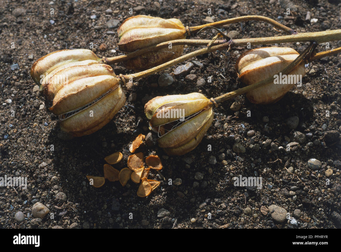 Lilium martagon, Capsules and seeds on soil, close-up Stock Photo - Alamy