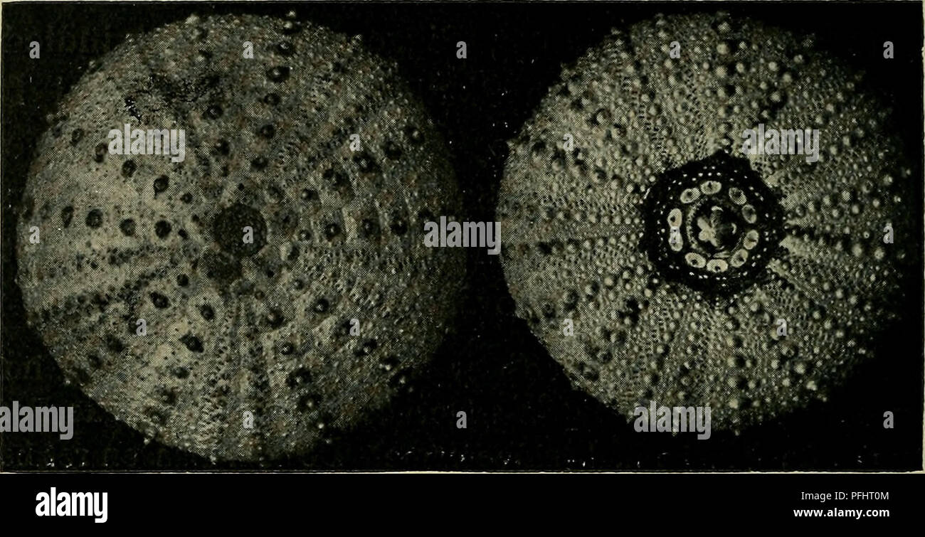 This illustrated handbook provides detailed information on the fauna of ...