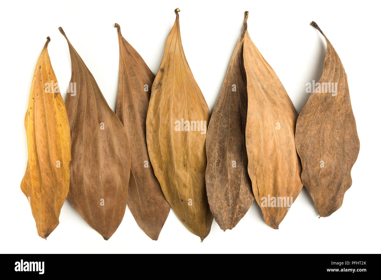 Dry leaves isolated on a white background Stock Photo - Alamy