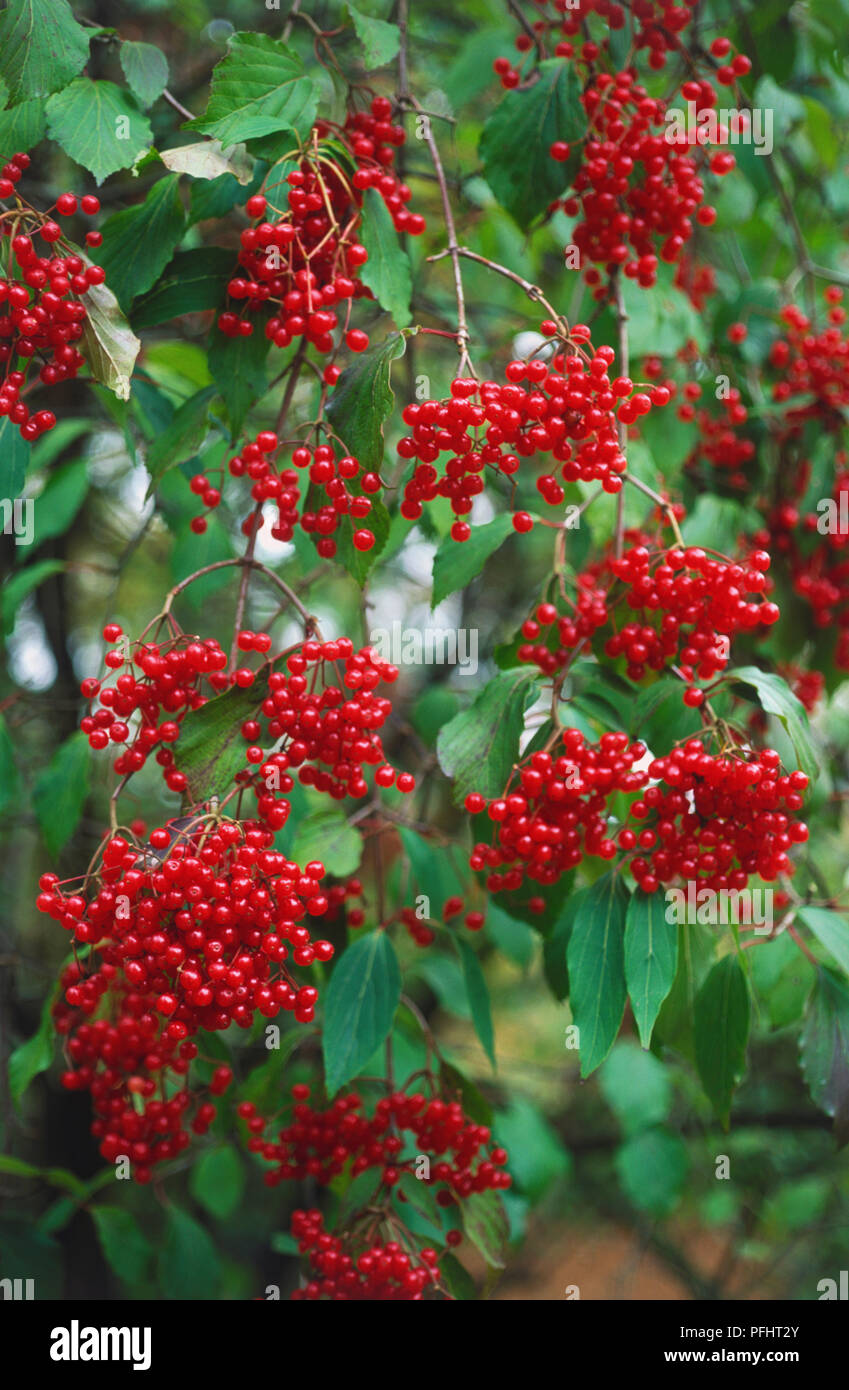 Viburnum opulus, red berries, and green leaves, close-up Stock Photo ...