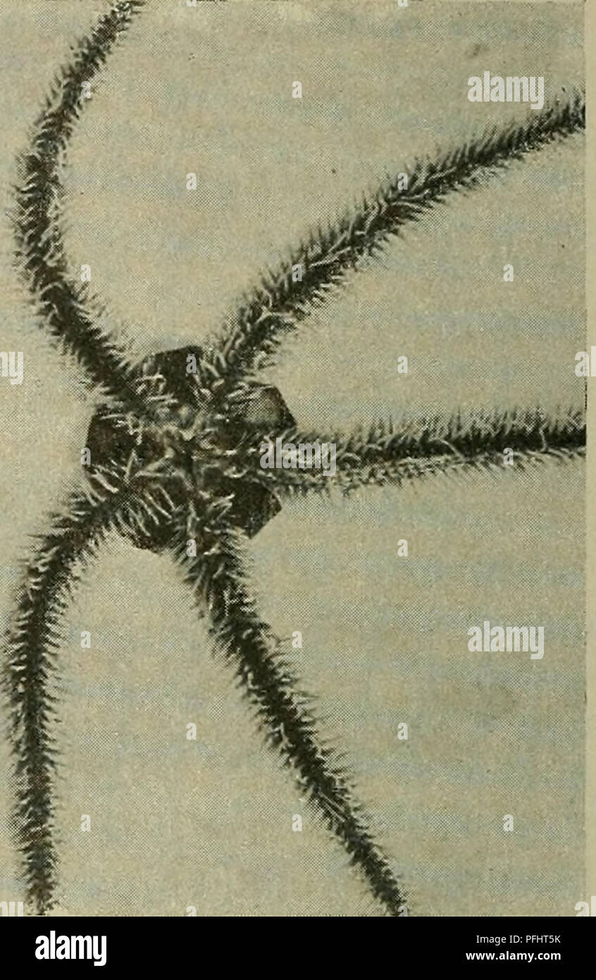 This illustrated handbook provides an in-depth look at the Danish fauna ...