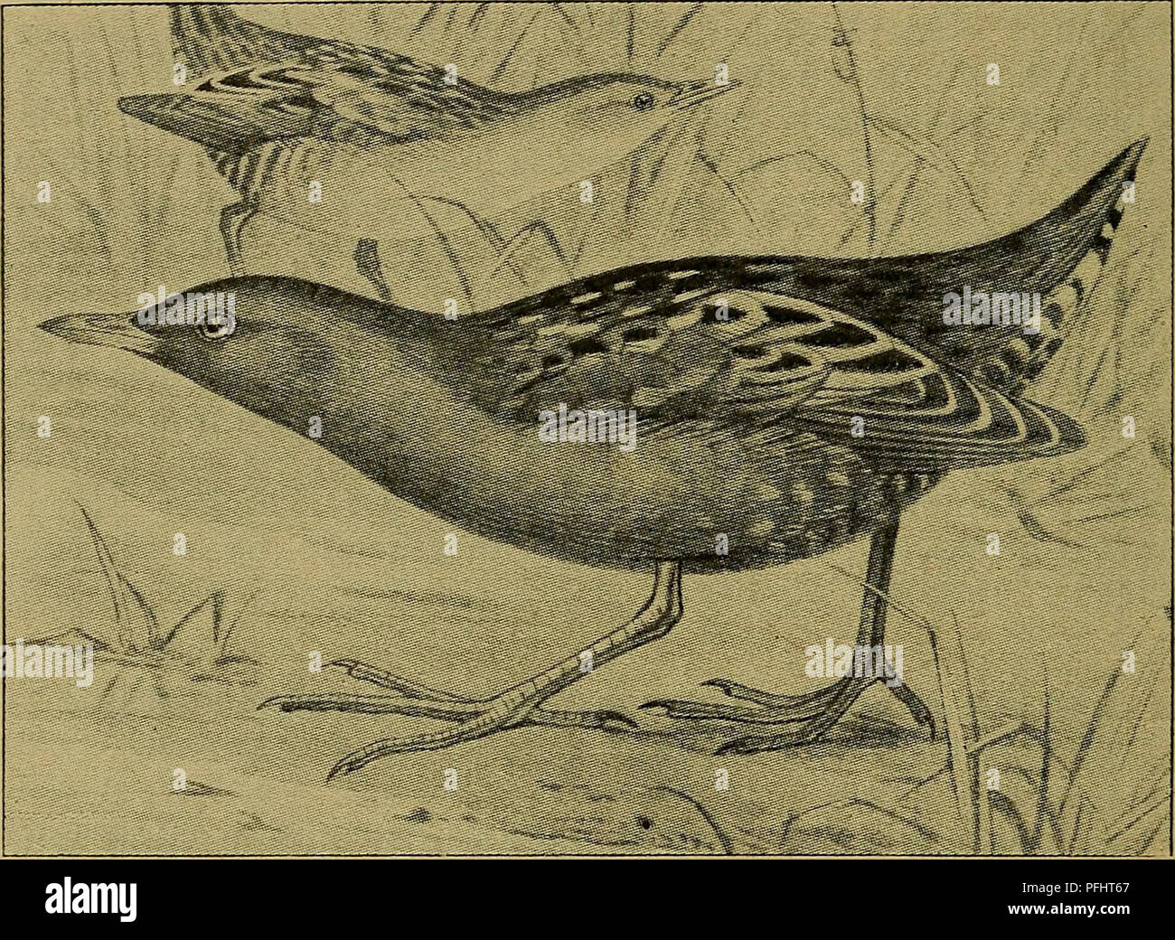 This illustrated guide to Danish fauna provides detailed descriptions ...