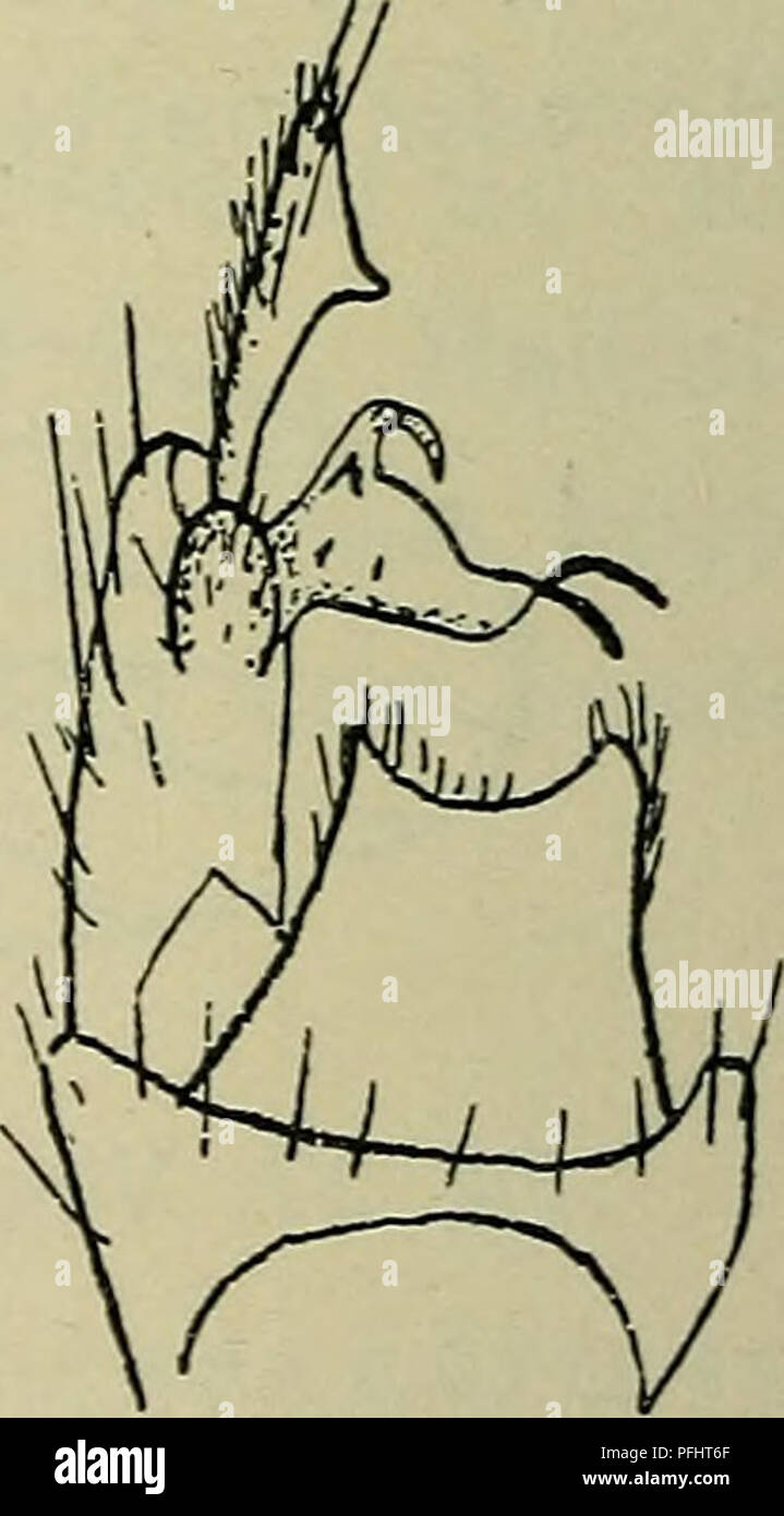 This image from *Danmarks fauna* depicts various species of insects ...
