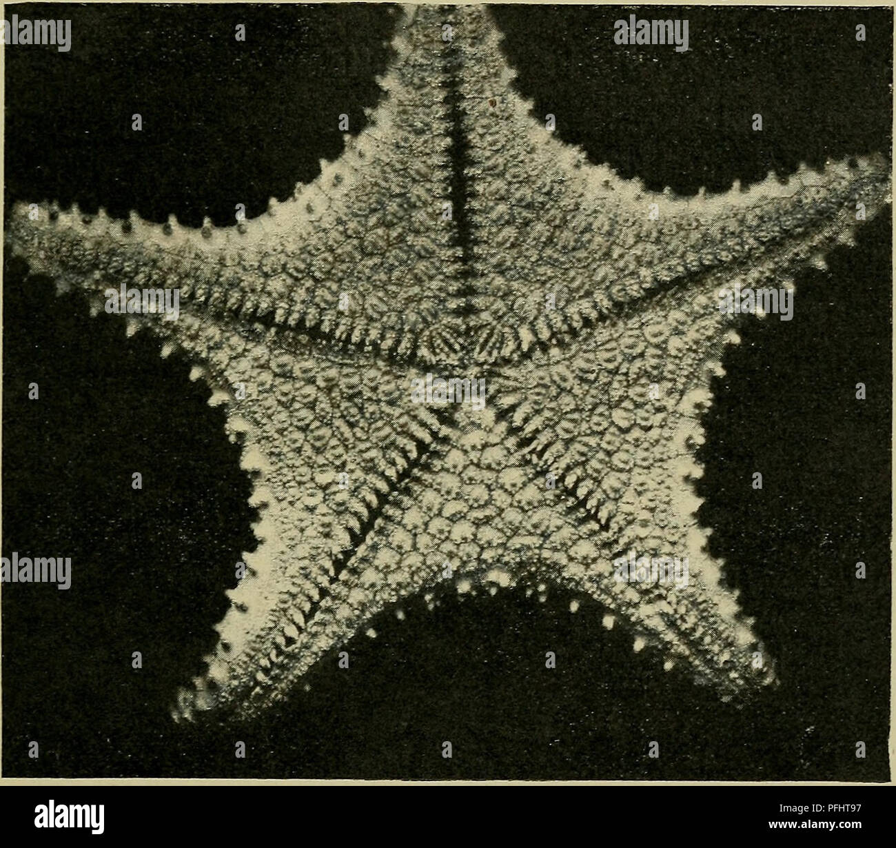 This Danish text explores the fauna of Denmark, describing various ...