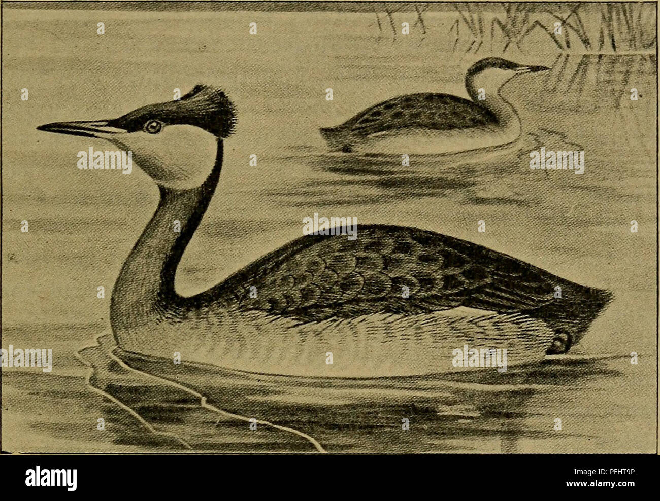 A guide to the fauna of Denmark, illustrated with details on bird ...