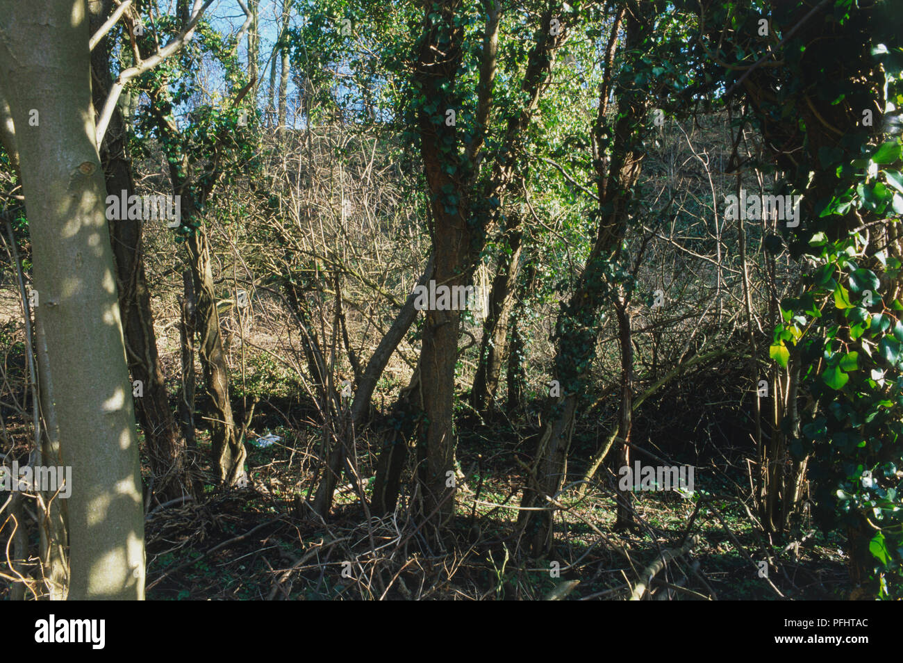 Trees in wild forest land Stock Photo - Alamy