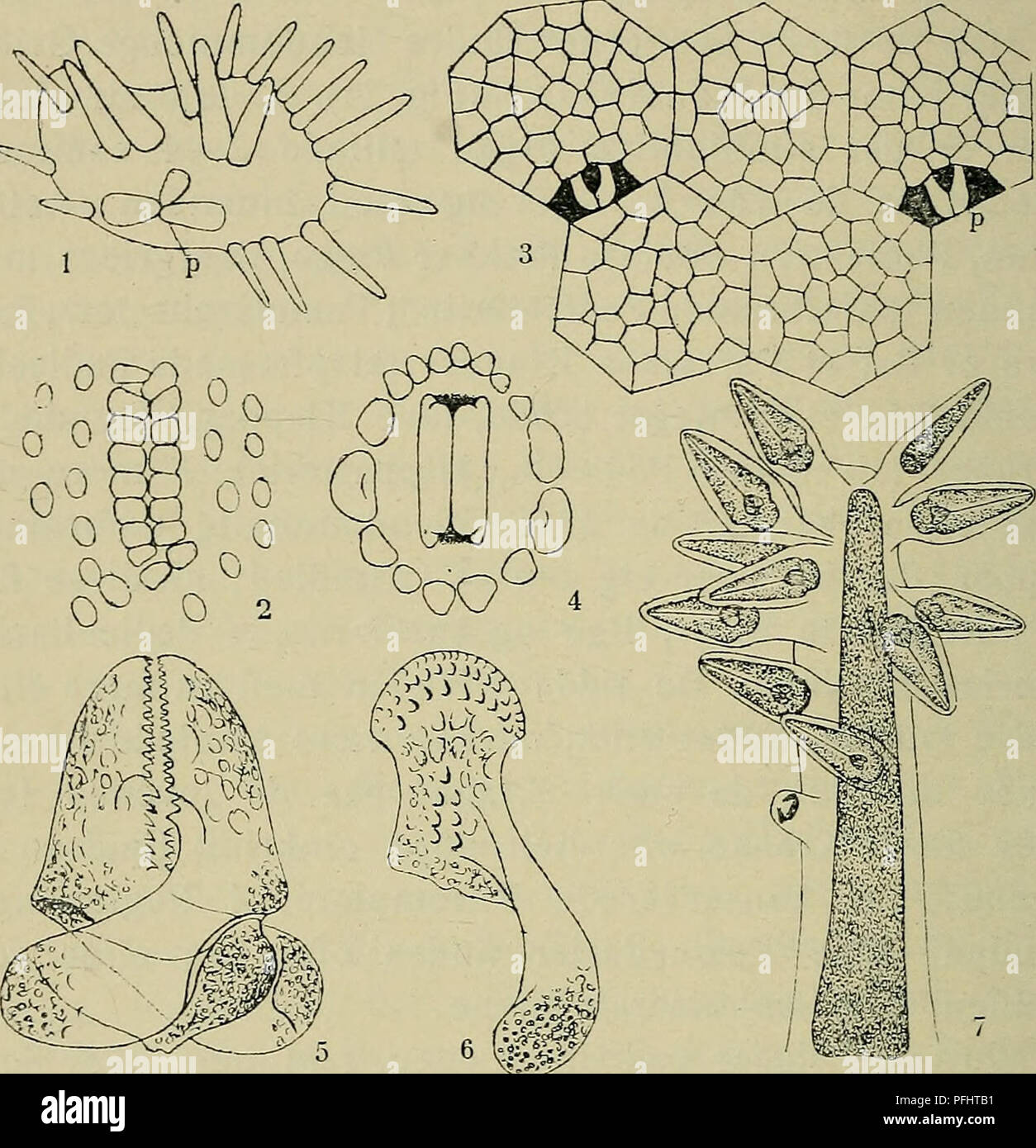 An illustrated guide to Danish fauna, focusing on starfish anatomy ...
