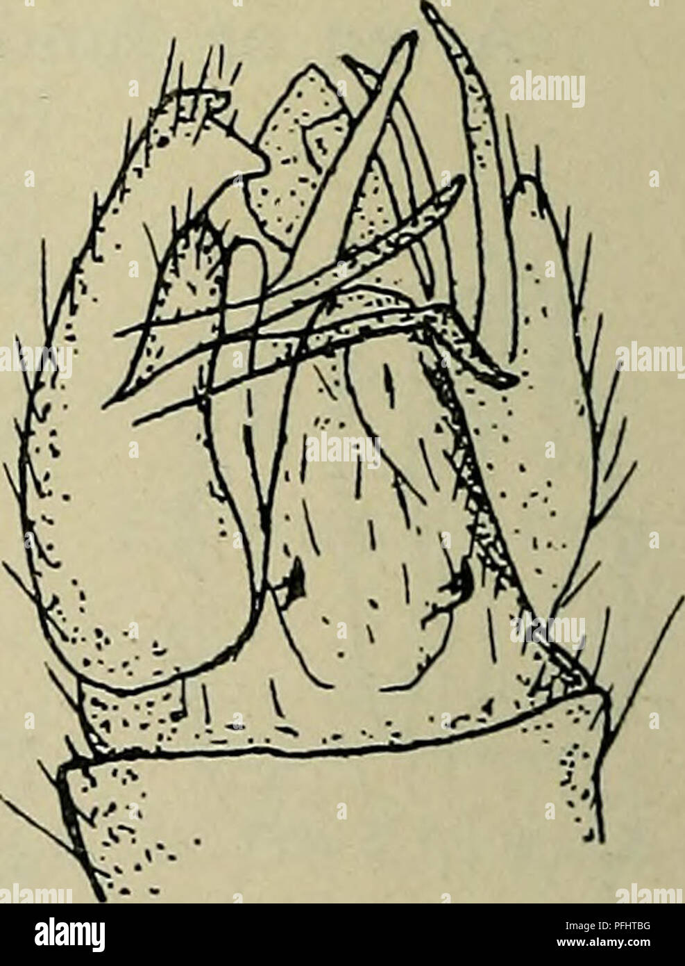 This Danish work provides detailed illustrations and descriptions of ...