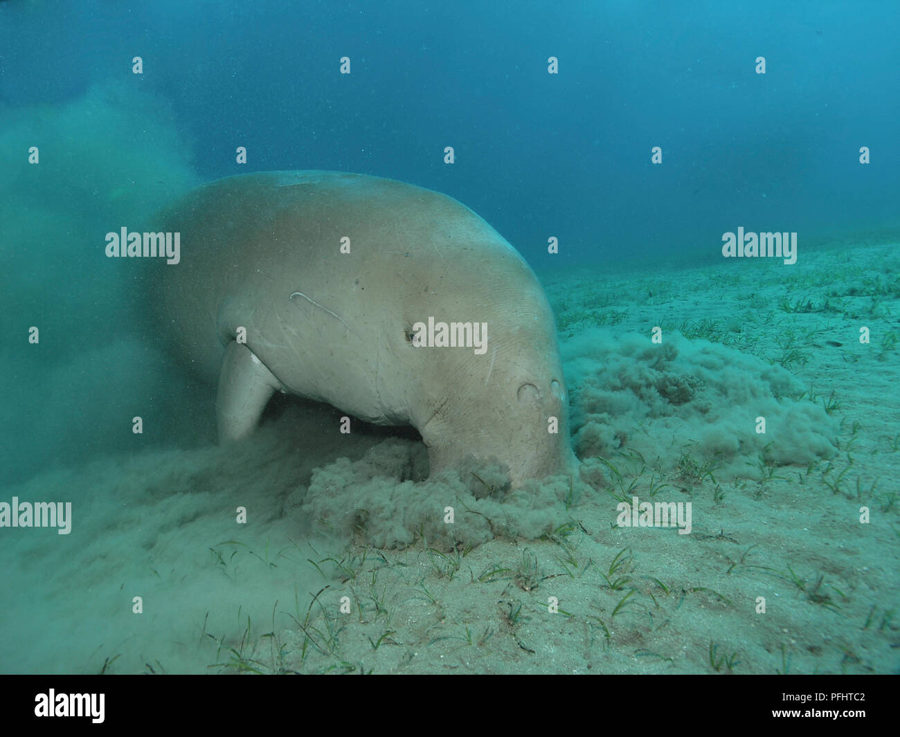 Egypt, Red Sea, Dugong (Dugong dugon) feeding from a bed of sea grass ...