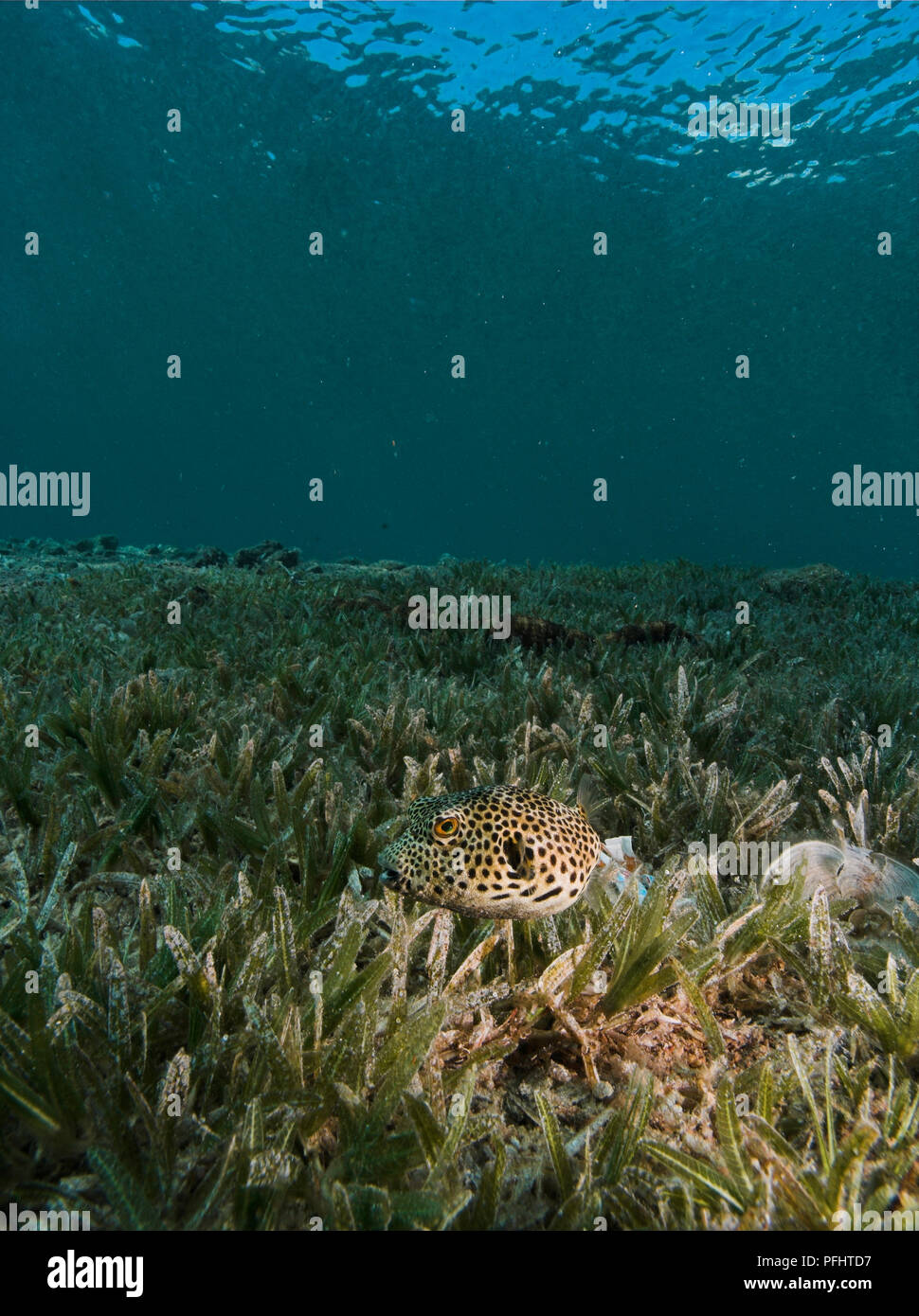 Tetraodontidae fish hi-res stock photography and images - Alamy