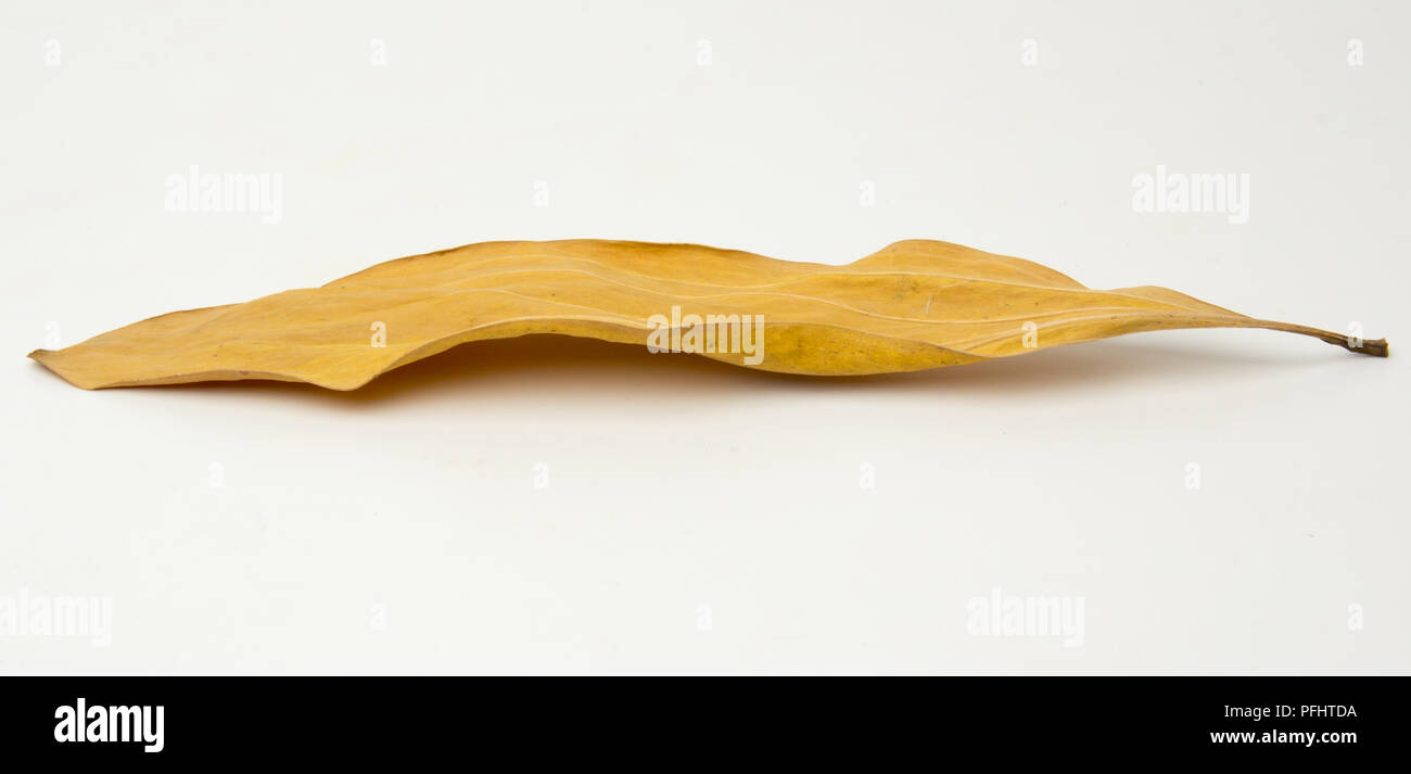 Dry leaves isolated on a white background Stock Photo - Alamy