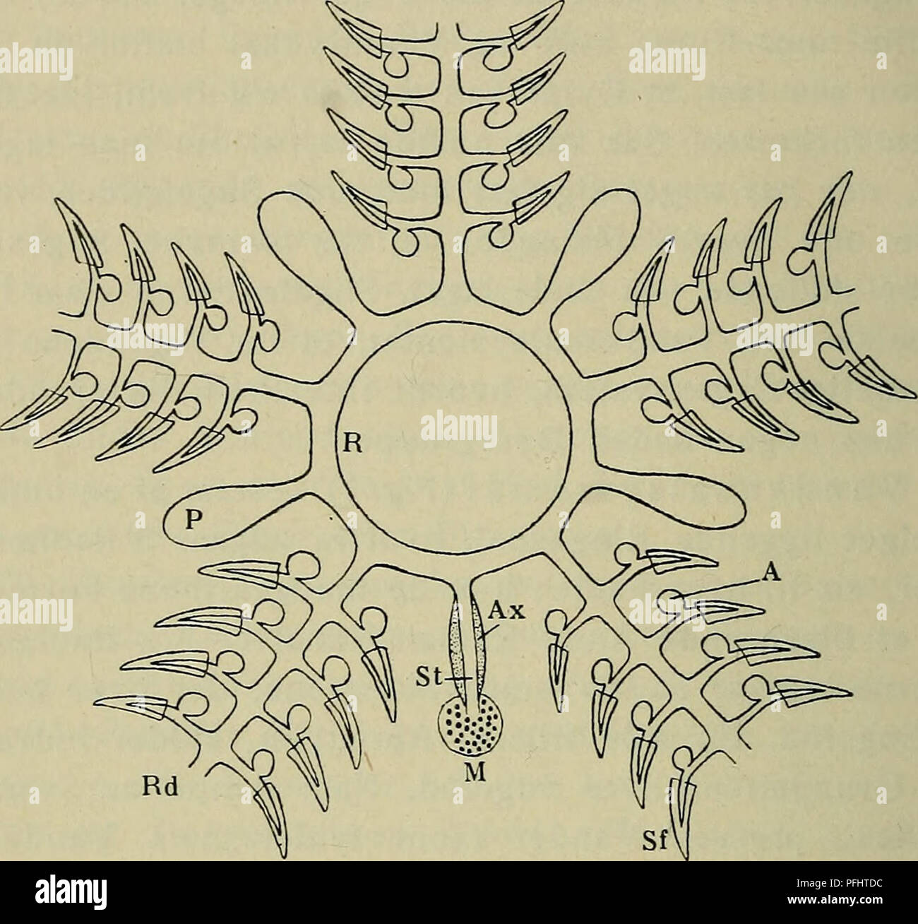 Starfishs physiology hi-res stock photography and images - Alamy