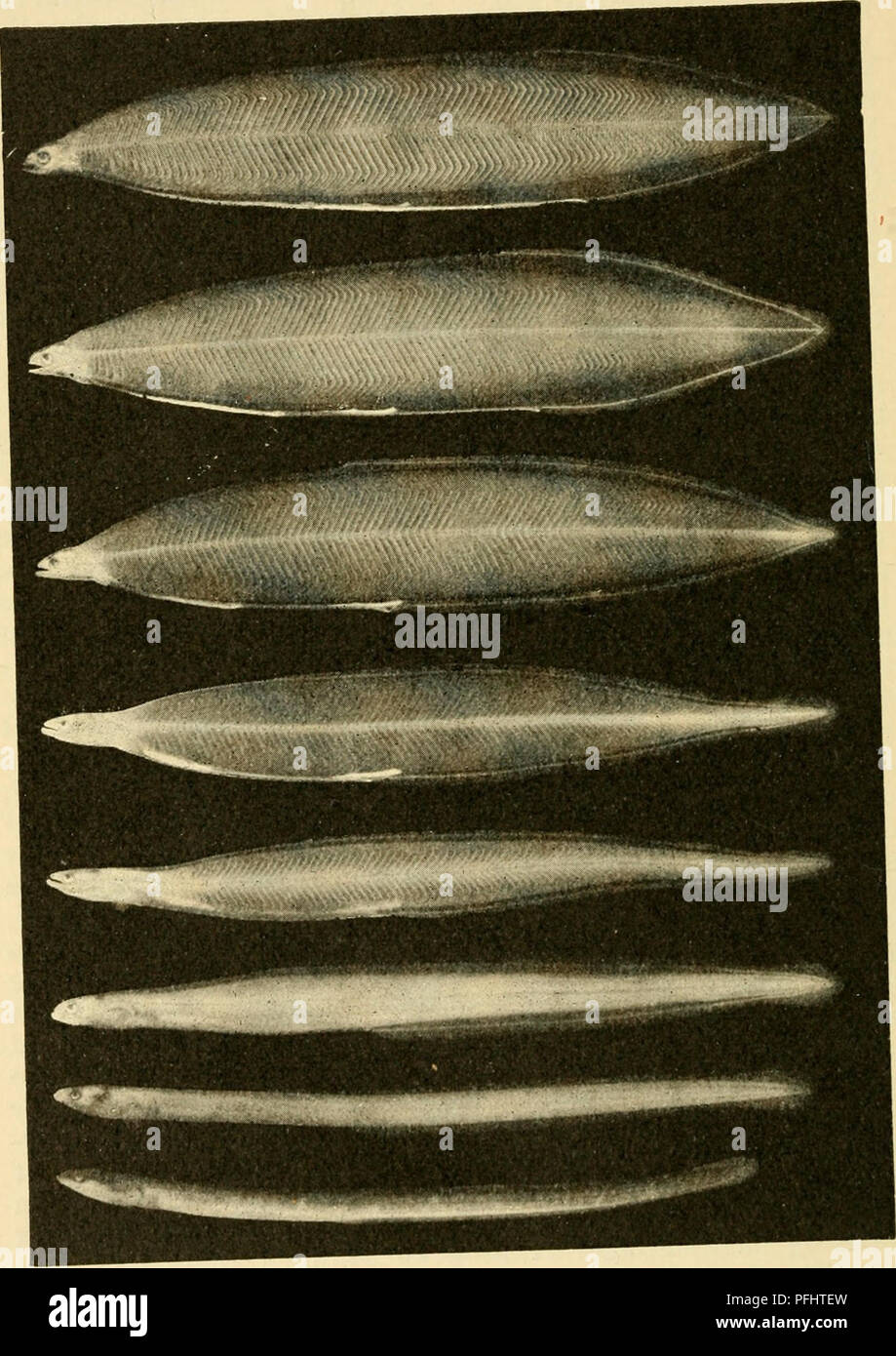 This work explores the fauna of Denmark, focusing on the larvae of the ...