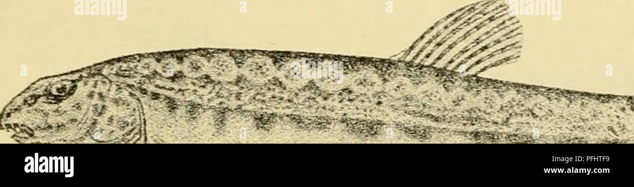 This Danish fauna guide describes various species of fish, particularly ...