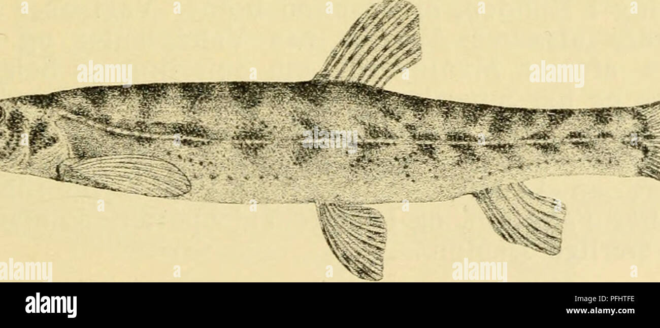This illustration from 'Danmarks fauna' depicts the anatomy and ...