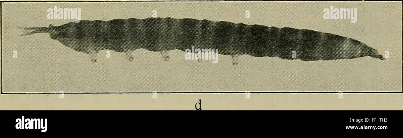 This illustration from *Danmark's Fauna* depicts various species of ...