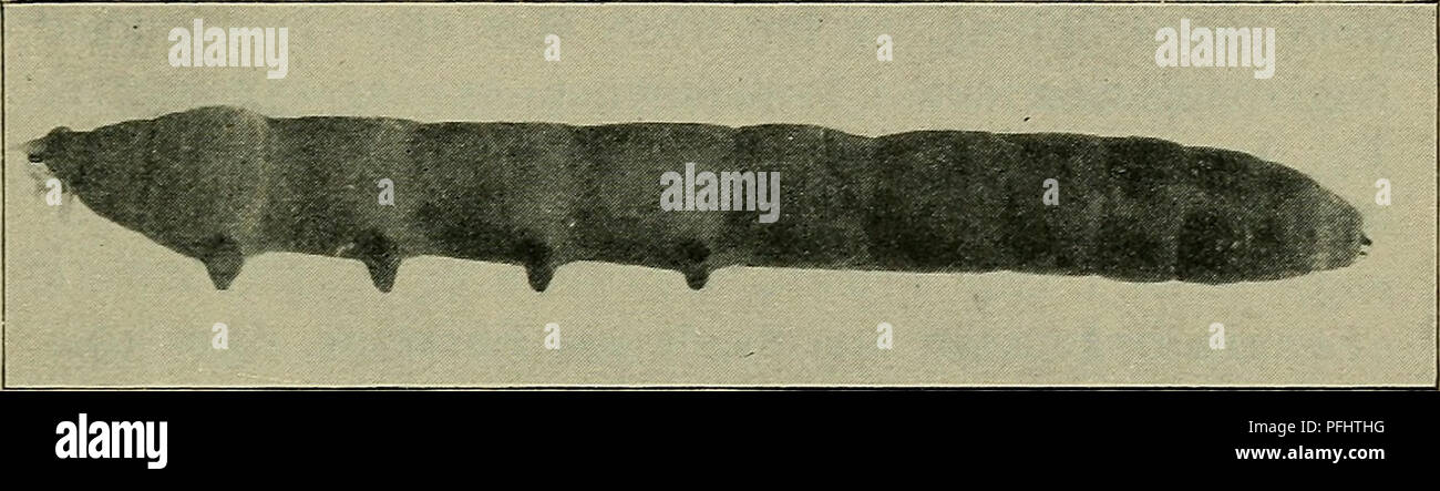 This entry from 'Danmarks fauna' is a comprehensive guide to Denmark's ...