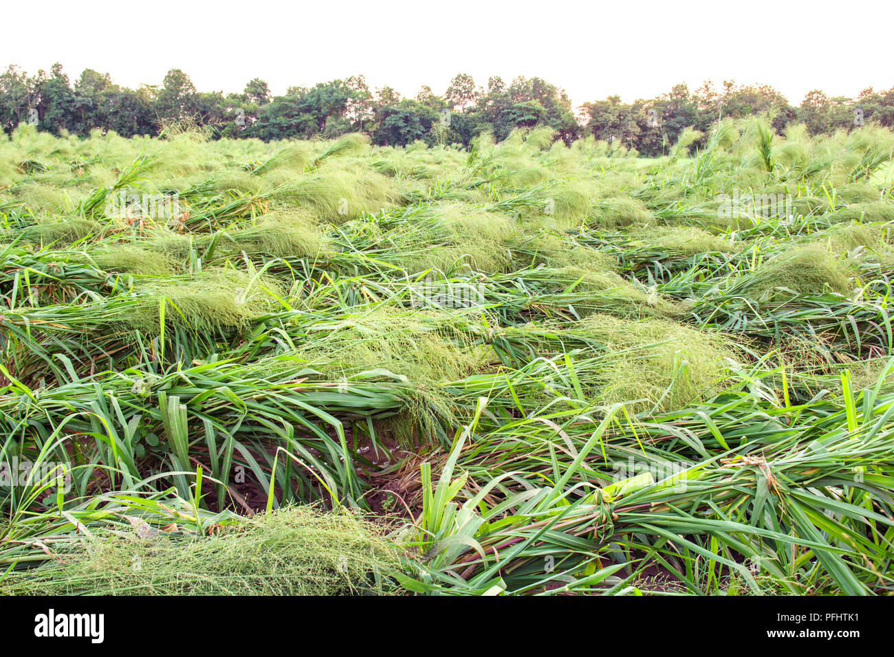 plantation farming flower grass for make a broom Stock Photo - Alamy