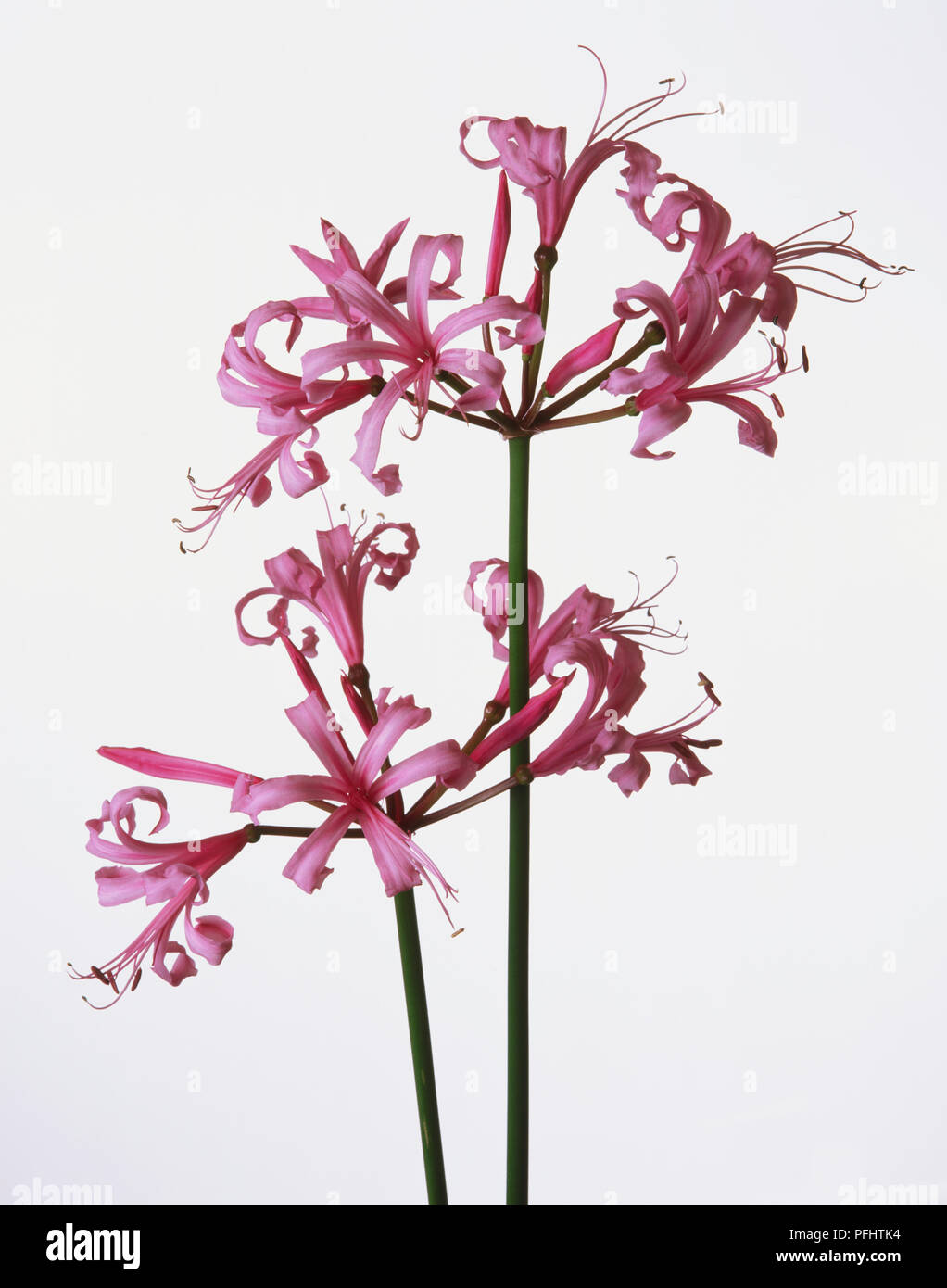 Stiff stems hi-res stock photography and images - Alamy