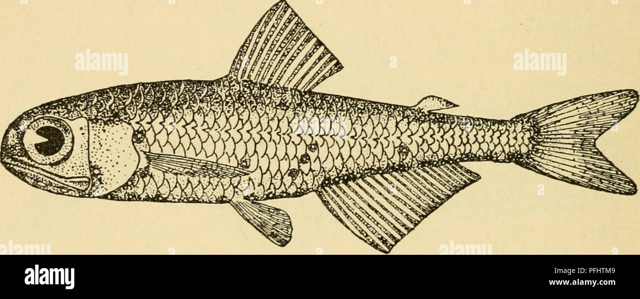 This volume from *Danmarks fauna* focuses on Scopulus punctatus, a ...