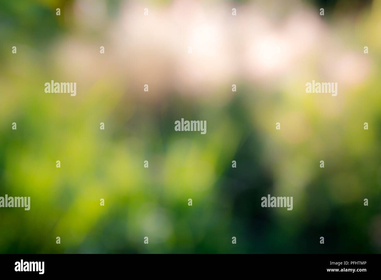 Sunny abstract green nature background, selective focus Stock Photo - Alamy