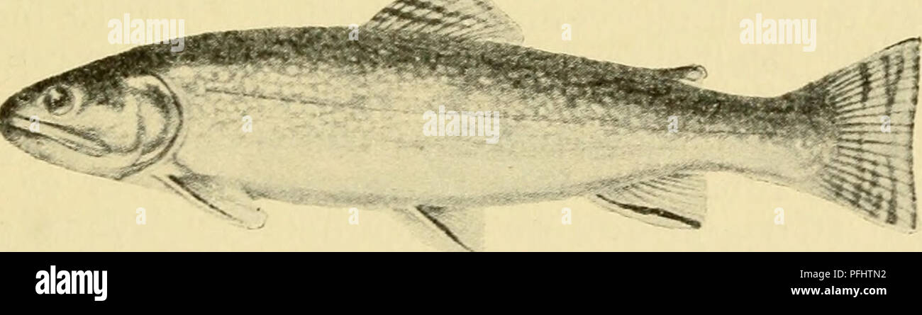 This detailed guide on Danish fauna includes descriptions of fish ...