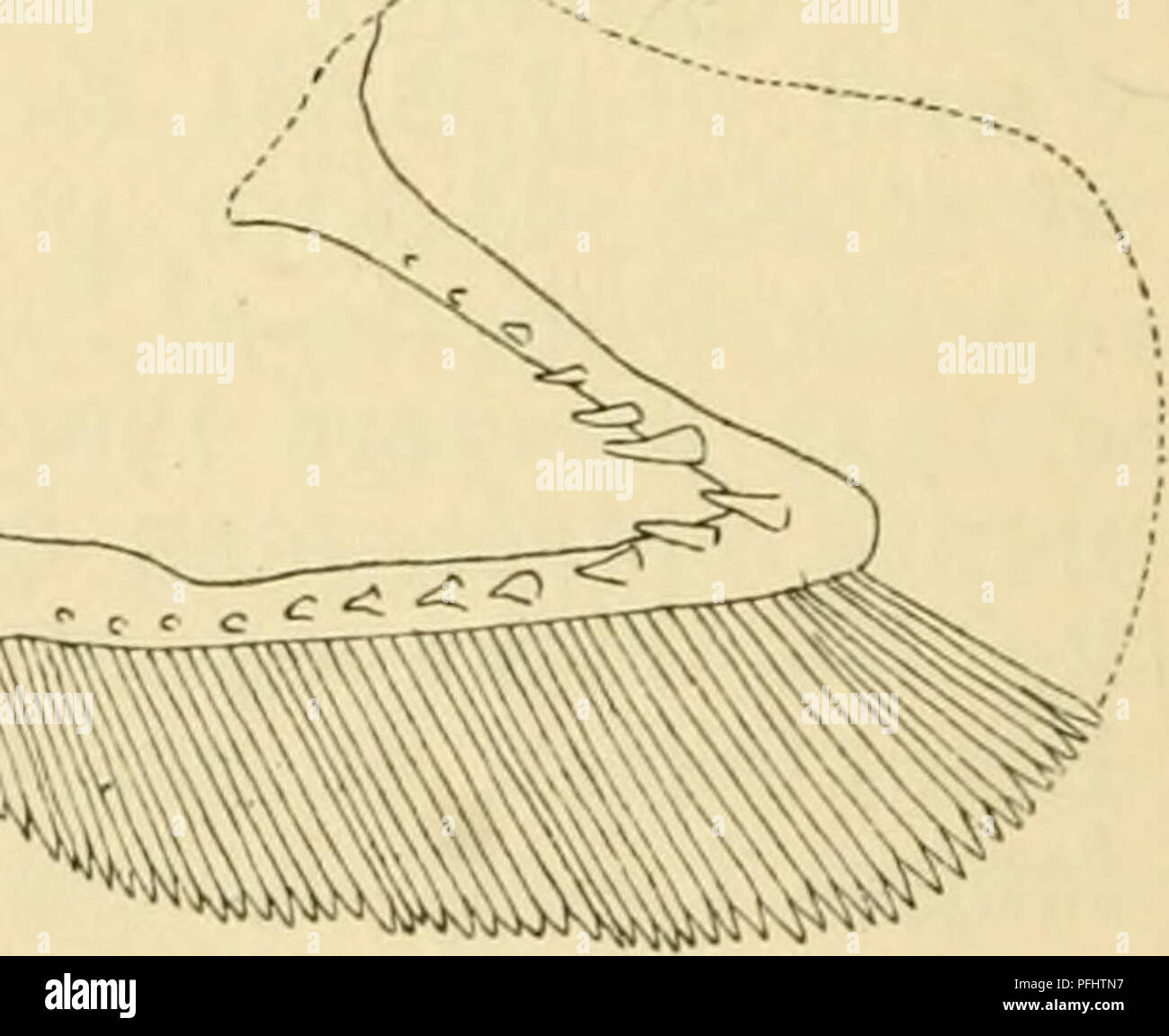 This work illustrates the fauna of Denmark, highlighting key species ...