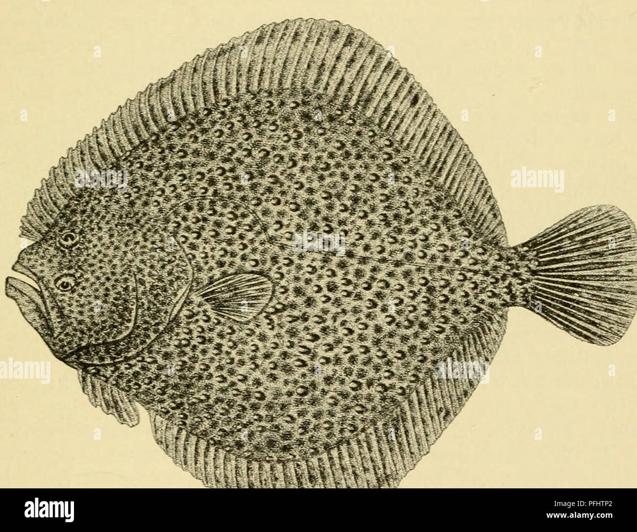 This Danish zoological guide discusses the anatomy of fish ...