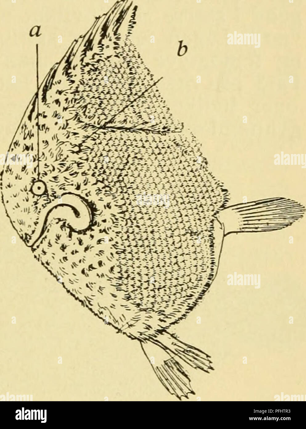 This illustrated guide to Danish fauna covers the diverse animal ...