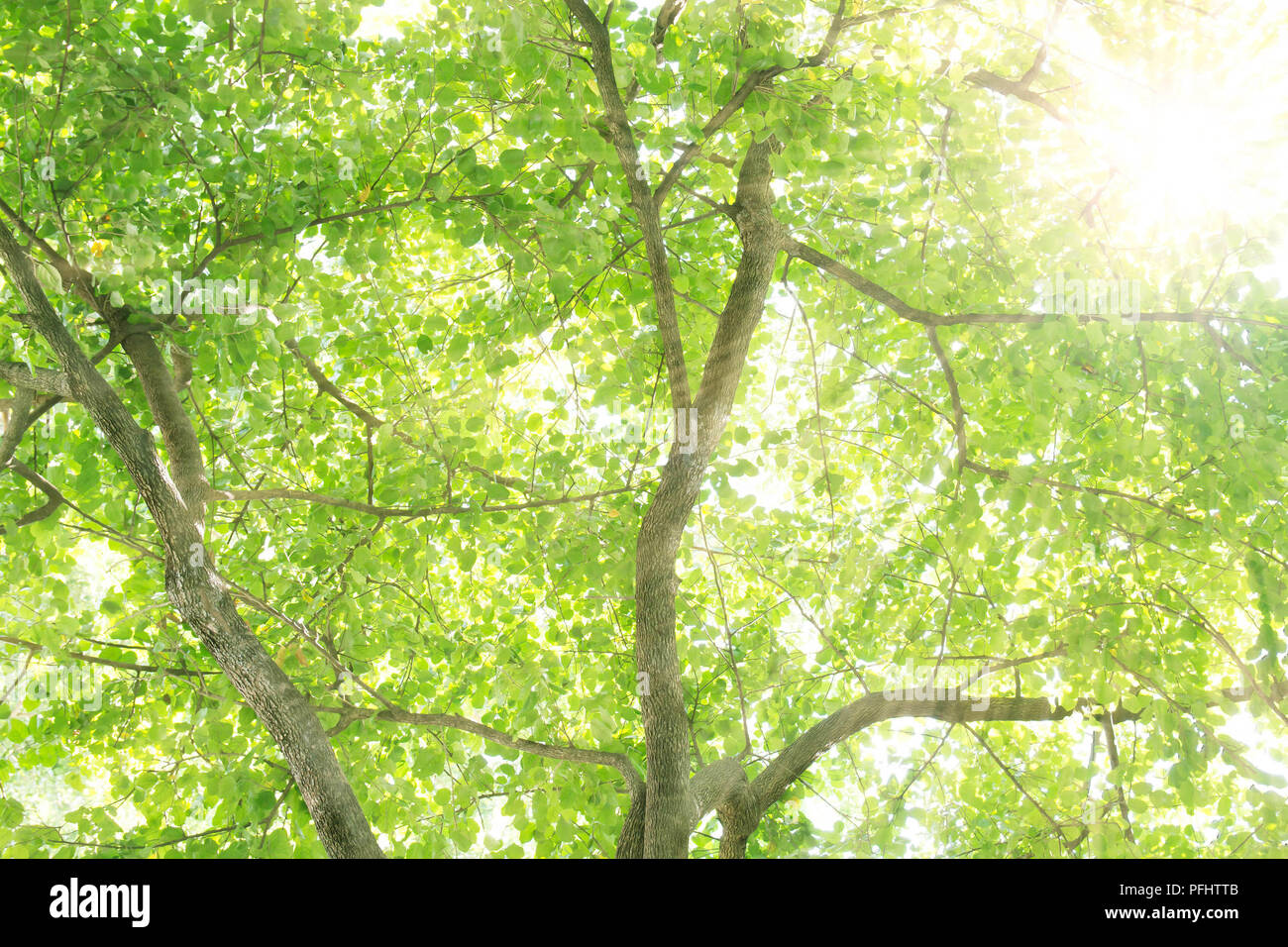 Green tree leaves sunlight perspective hi-res stock photography and ...