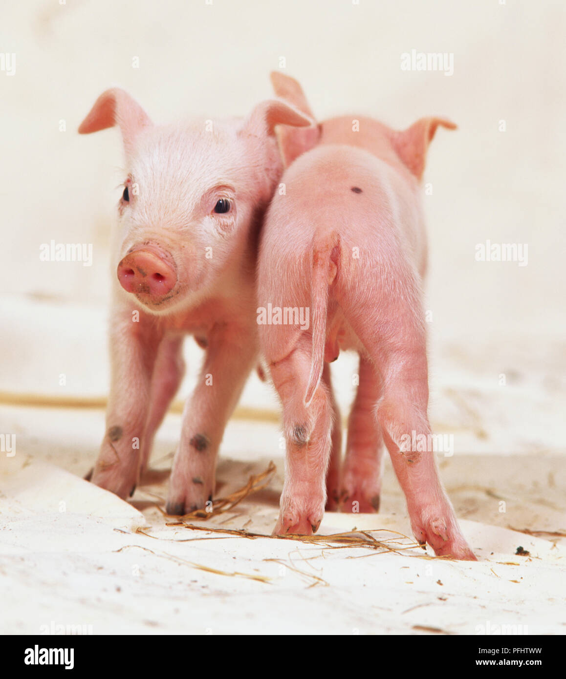 Two piglets standing with heads in opposite directions and sides ...