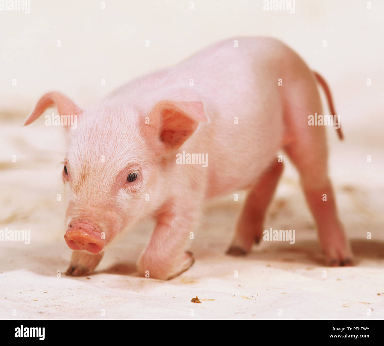 Standing piglet bending front leg, side view Stock Photo - Alamy