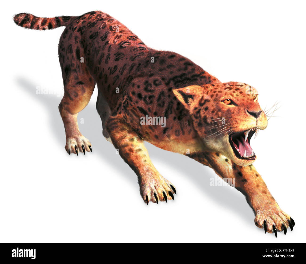 Miacoids hi-res stock photography and images - Alamy