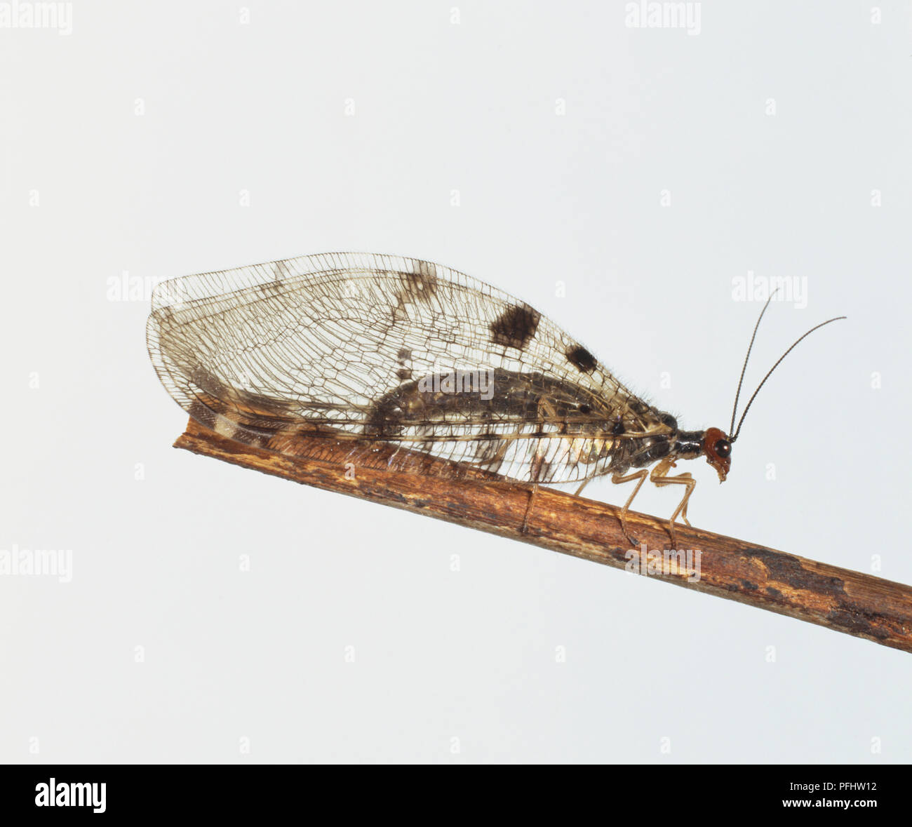 Giant Lacewing, Osmylus fulvicephalus, flying insect on branch Stock ...