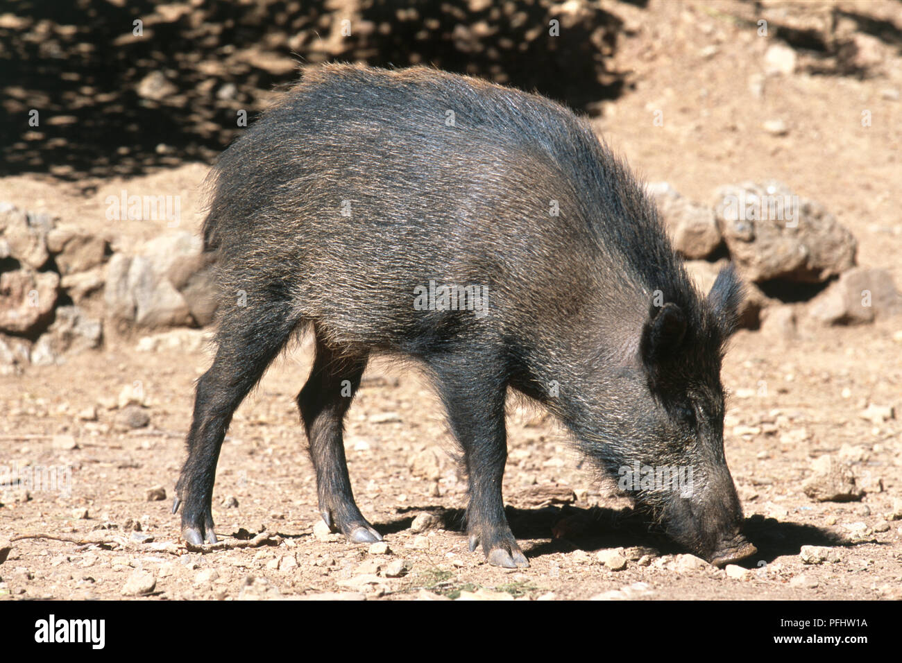 Spain, Murcia, Sierra de Espuna, young wild boar rooting, side view ...