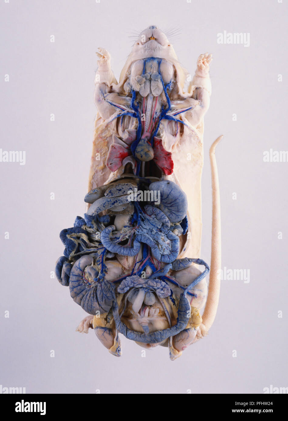 Anatomy dissection hi-res stock photography and images - Alamy