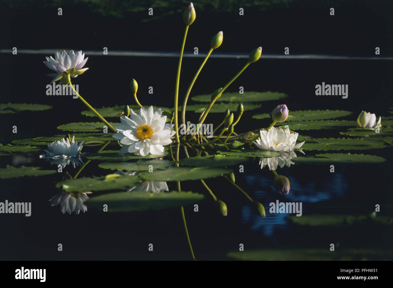 USA, Missouri, Missouri Botanical Garden, water lilies, front view ...