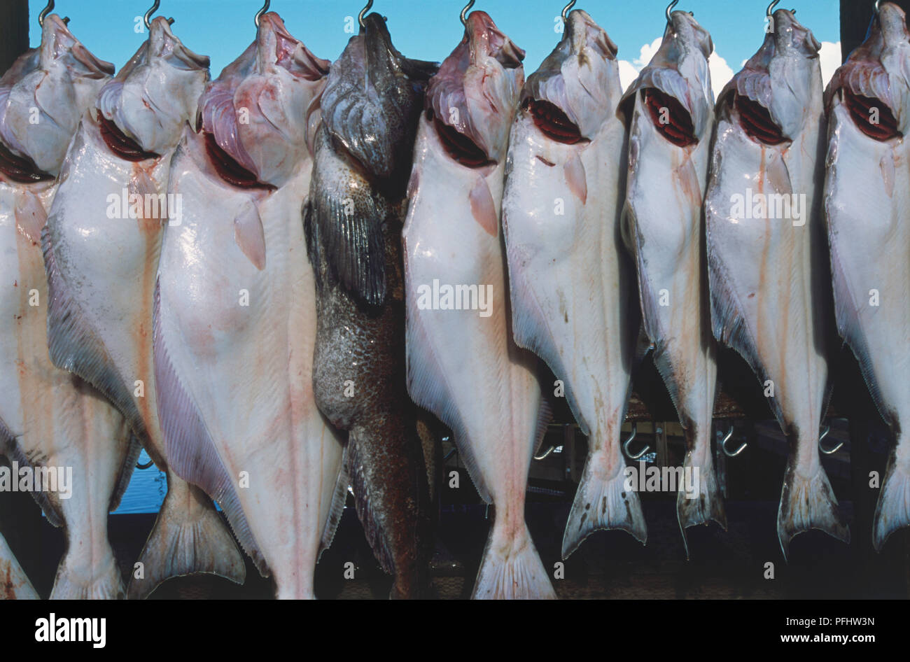 Hanging scales hi-res stock photography and images - Alamy
