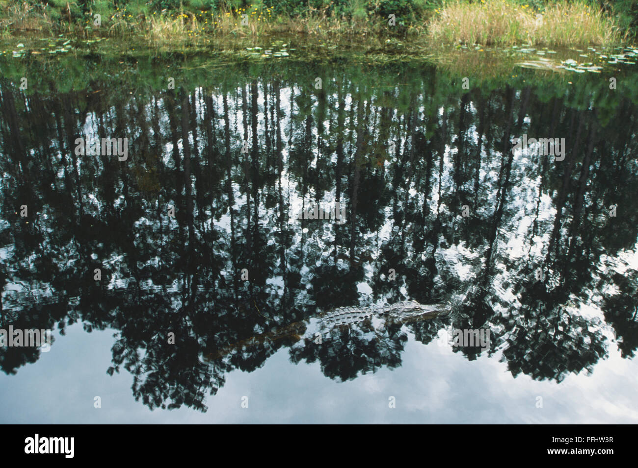 USA, Georgia, Okefenokee Swamp National Wildlife Refuge, Suwanee Canal ...