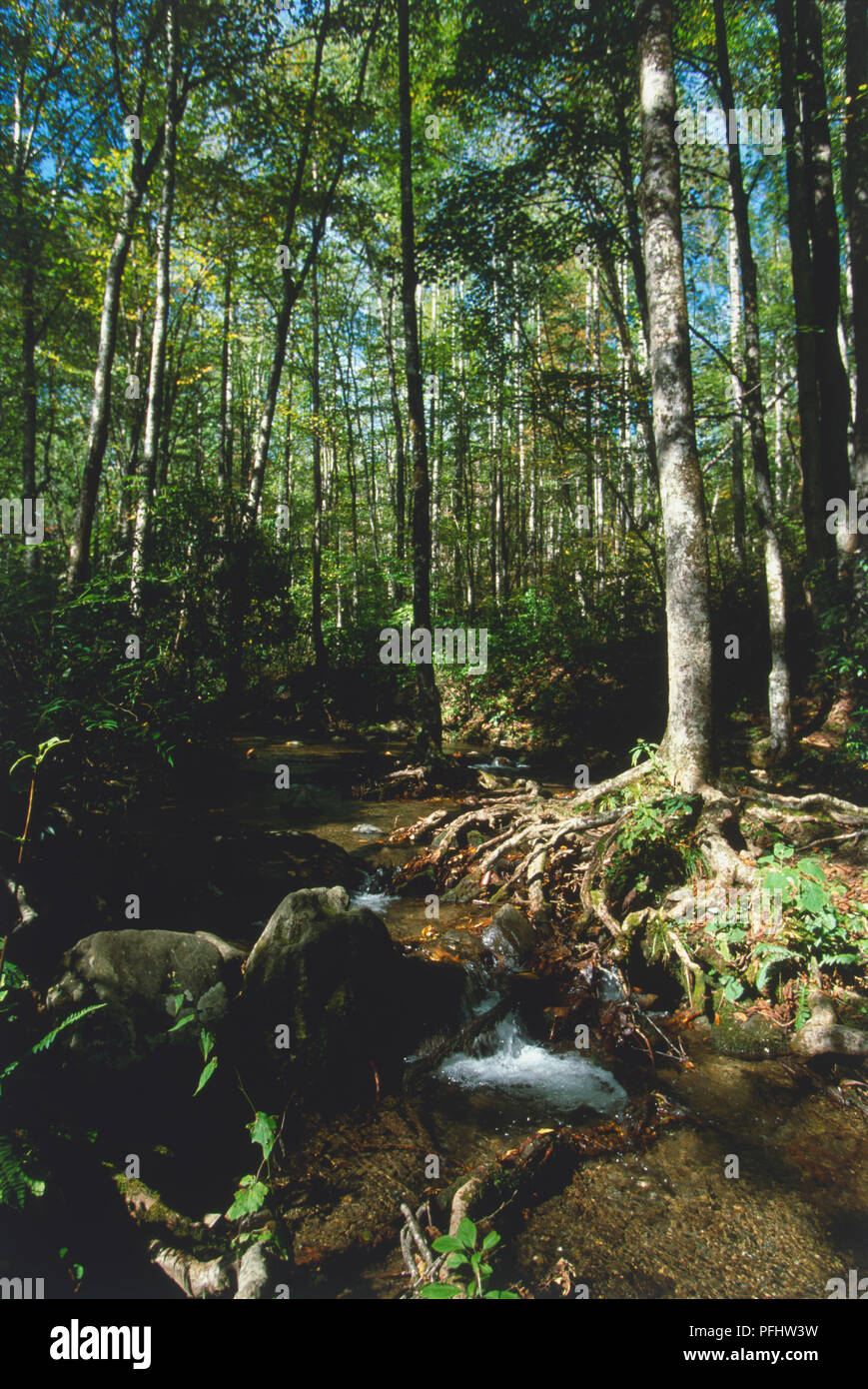 Tennessee clingmans dome hi-res stock photography and images - Alamy