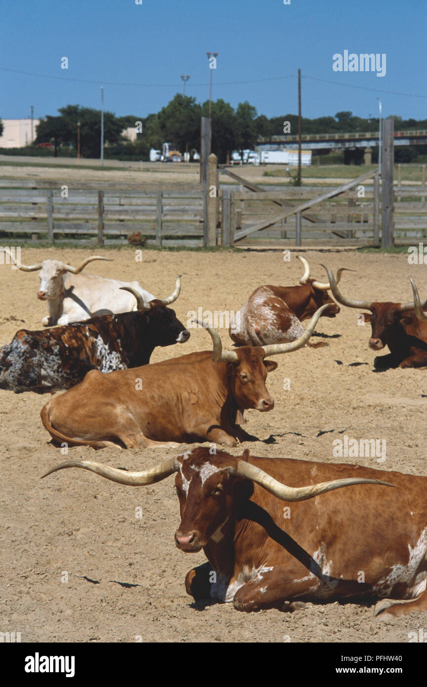 Herding longhorn cattle hi-res stock photography and images - Alamy