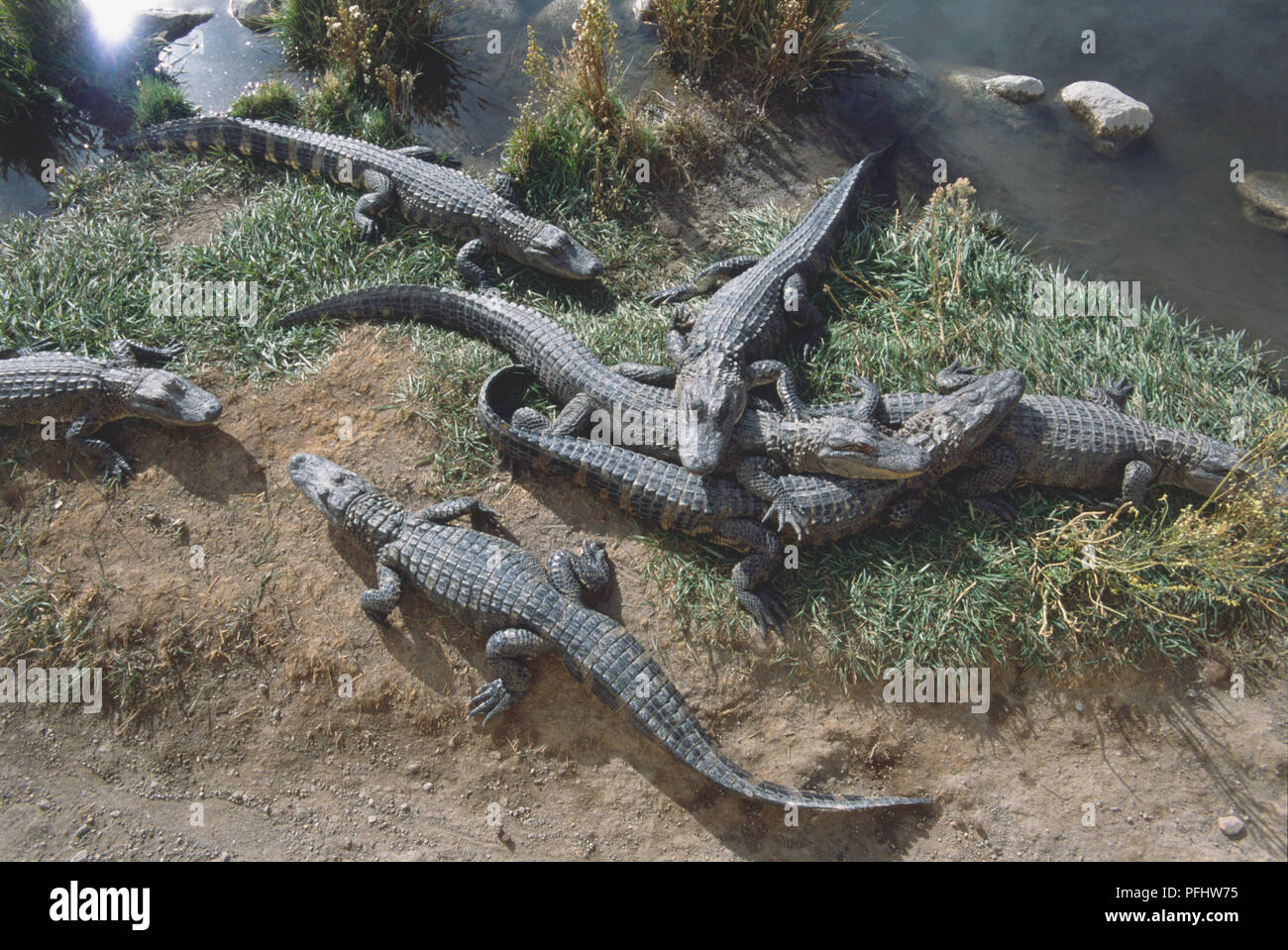 USA, Colorado, Mosca, Alligator Farm, alligators in sun, elevated view ...