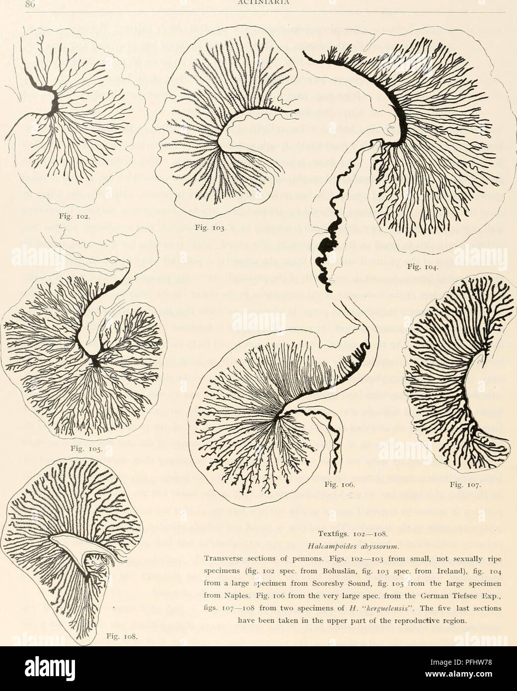 Halcampoides abyssorum hi-res stock photography and images - Alamy