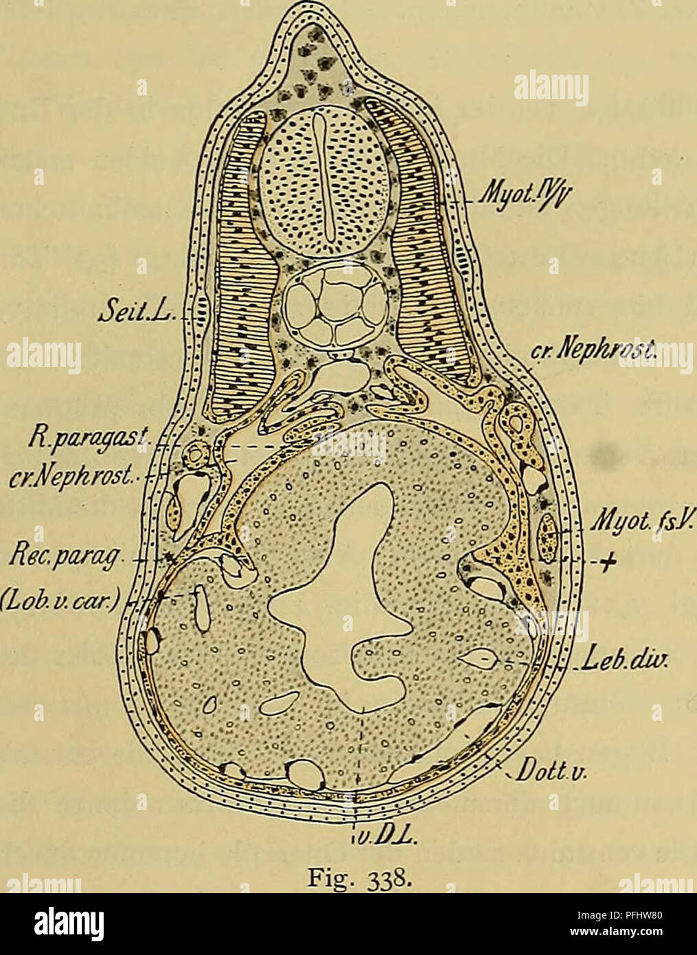 This scientific paper outlines the development of the head and ...